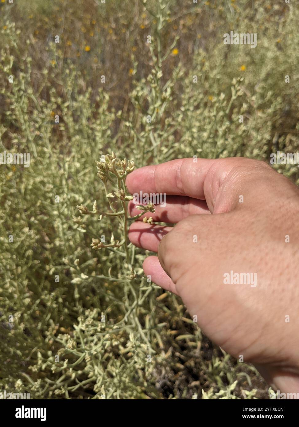Fragrant Everlasting (Pseudognaphalium beneolens Stock Photo - Alamy