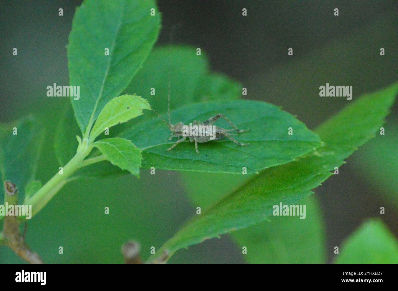 Hapithus hi-res stock photography and images - Alamy