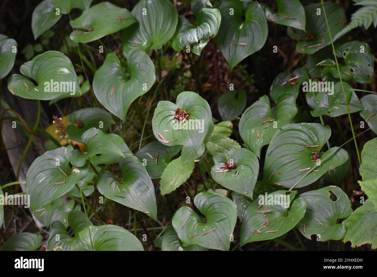Western Lily of the Valley (Maianthemum dilatatum Stock Photo - Alamy