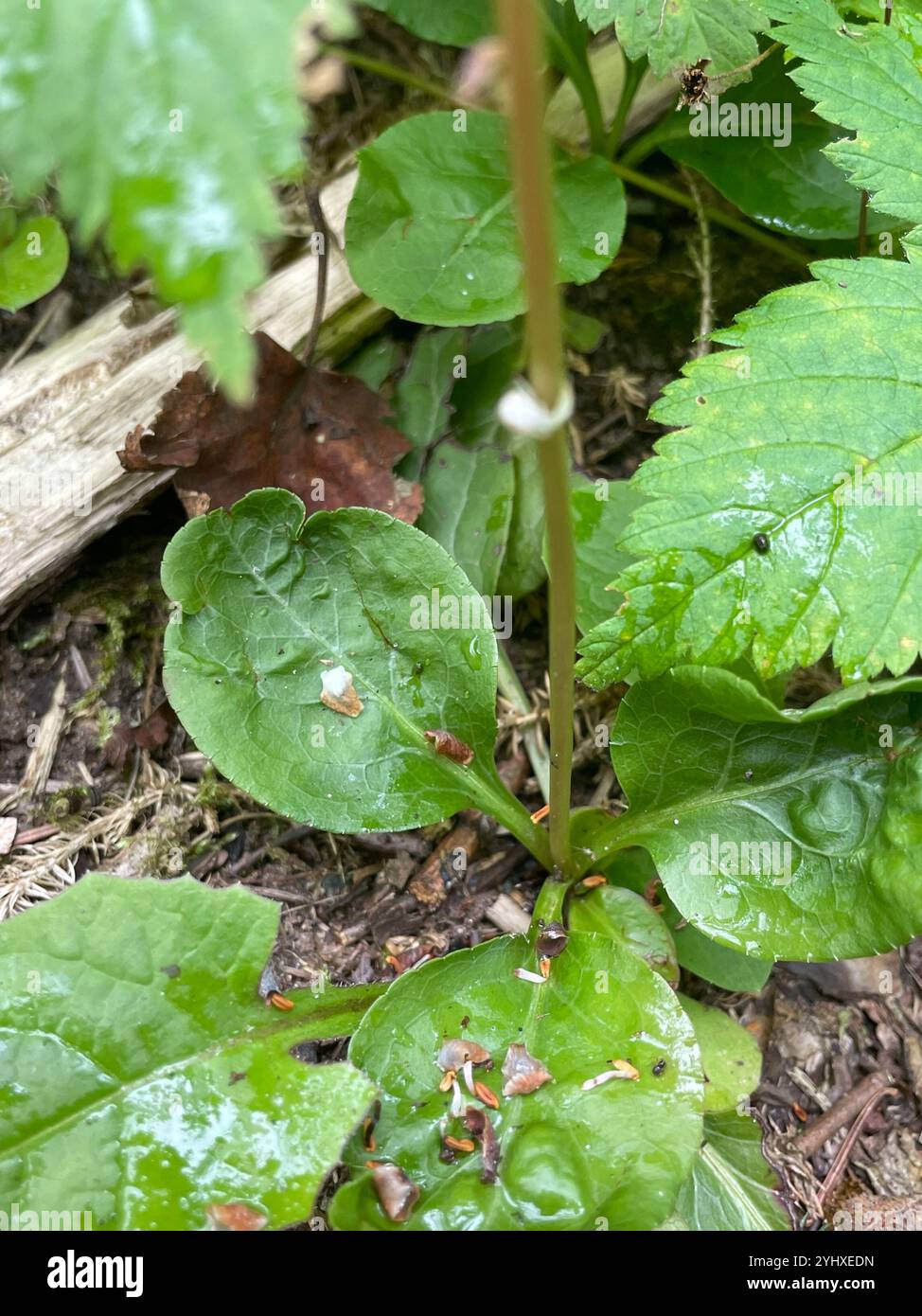 Pyrola elliptica hi-res stock photography and images - Alamy