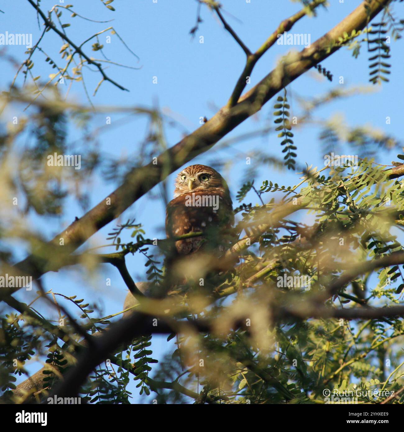 Peruvian pygmy owl hi-res stock photography and images - Alamy