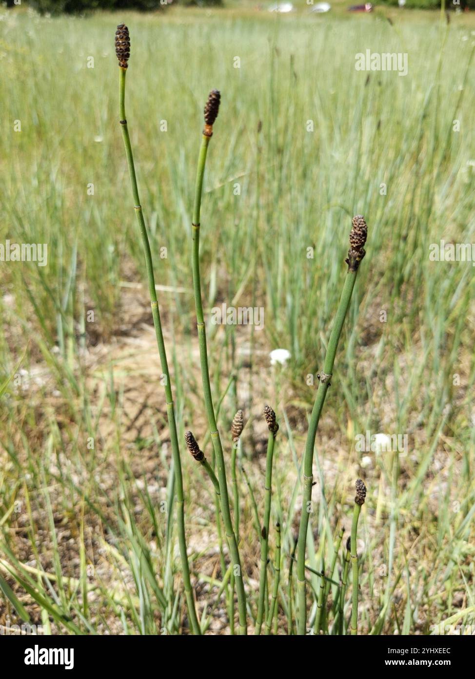smooth horsetail (Equisetum laevigatum Stock Photo - Alamy