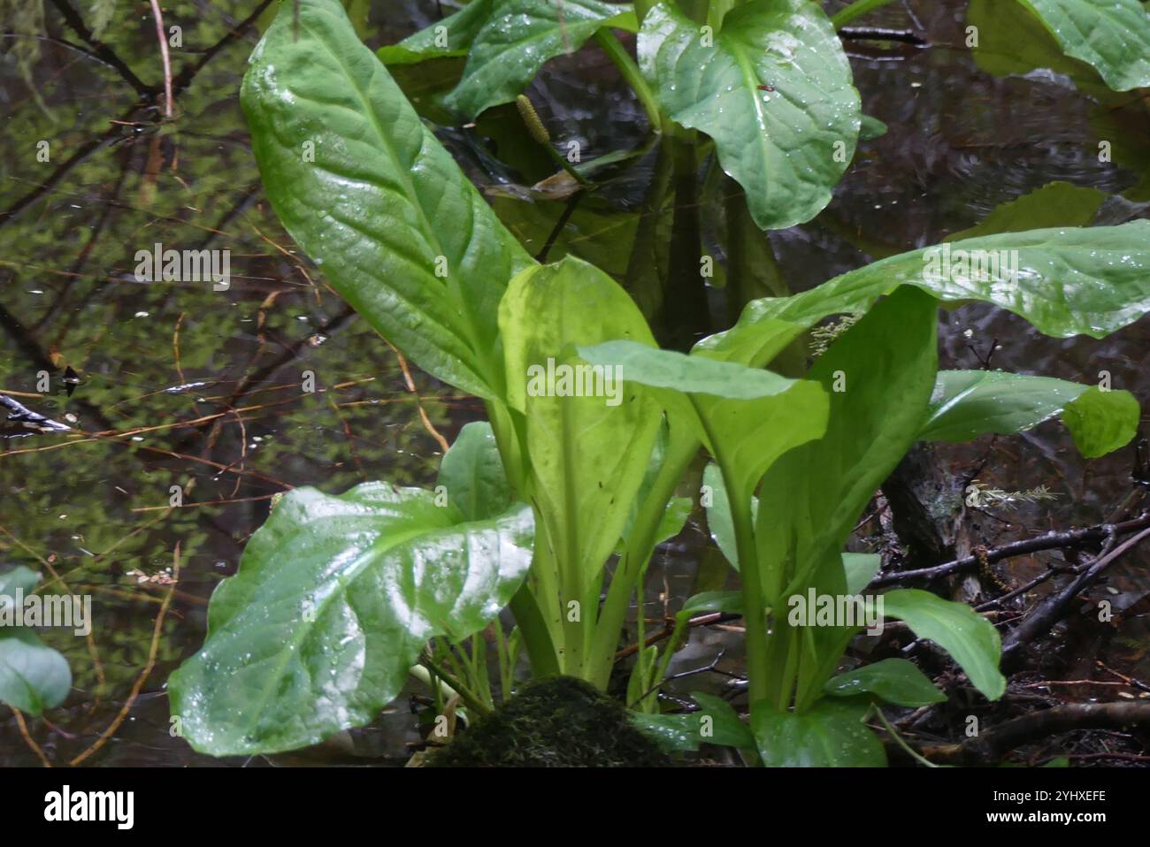 western skunk cabbage (Lysichiton americanus Stock Photo - Alamy