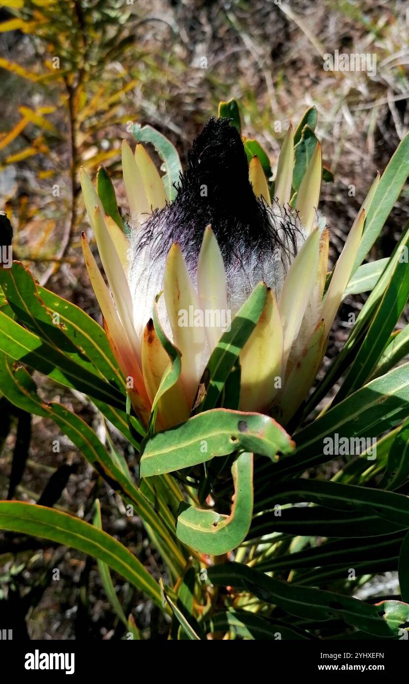 Long-leaf Sugarbush (Protea longifolia Stock Photo - Alamy