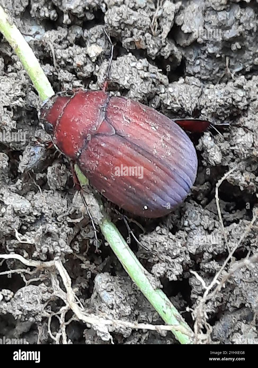 Asiatic Garden Beetle (Maladera formosae Stock Photo - Alamy