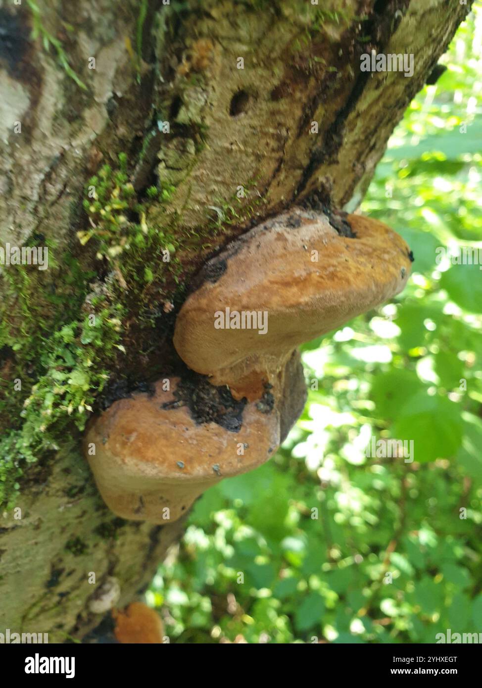 Willow Bracket (Phellinus igniarius Stock Photo - Alamy