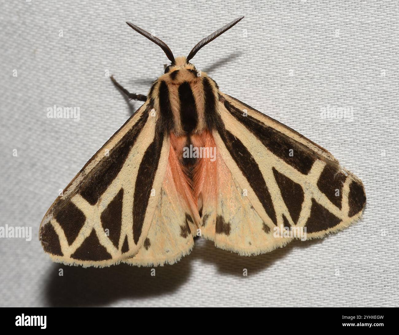 Harnessed Tiger Moth (Apantesis phalerata Stock Photo - Alamy
