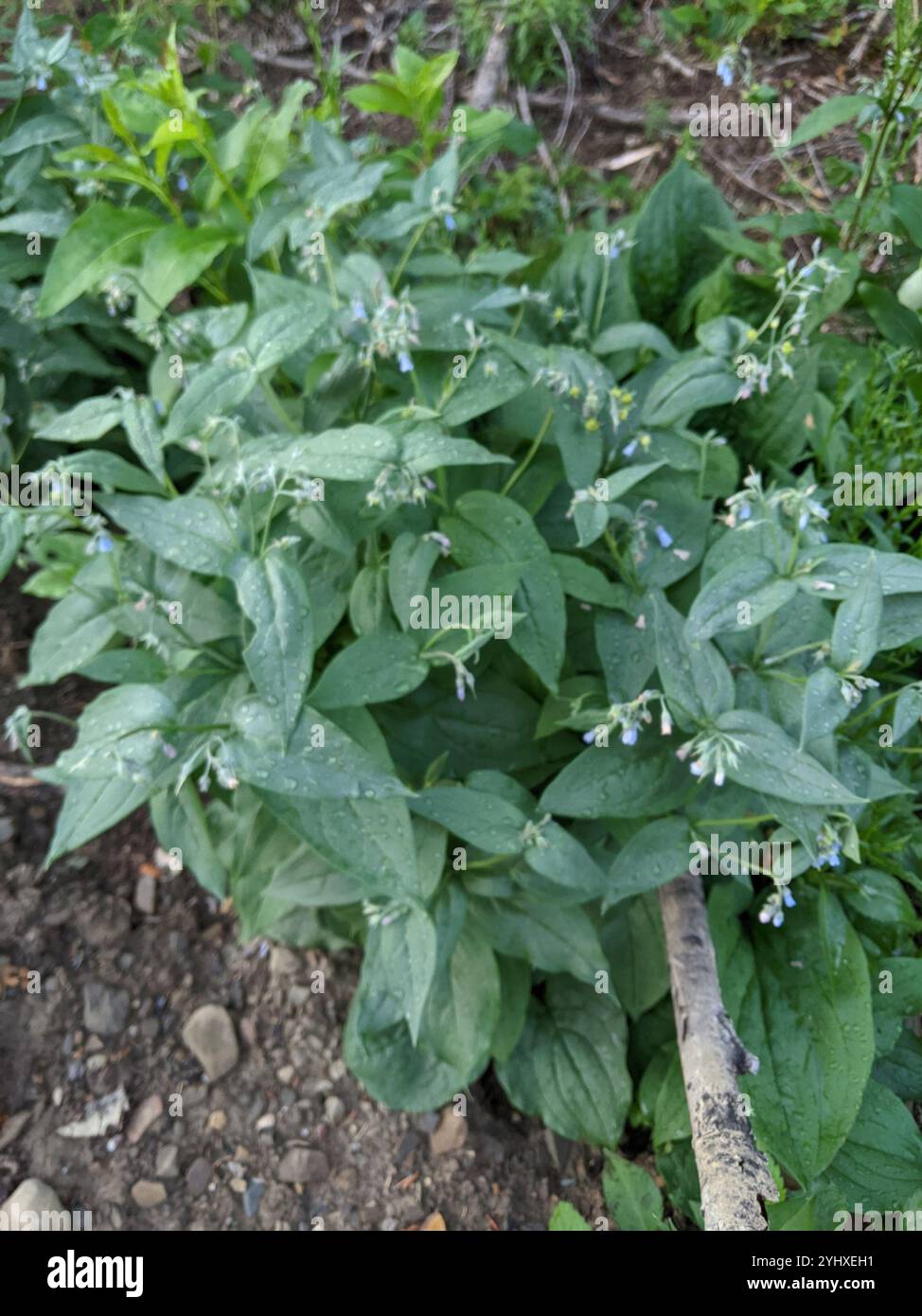 Tall Bluebell (Mertensia paniculata Stock Photo - Alamy
