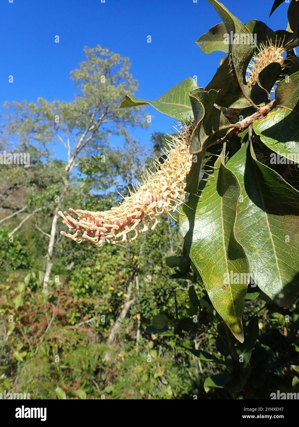 Broadleaf Beechwood (Faurea rochetiana Stock Photo - Alamy