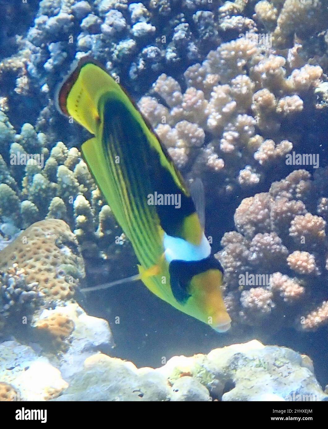 Red Sea Raccoon Butterflyfish (Chaetodon fasciatus Stock Photo - Alamy