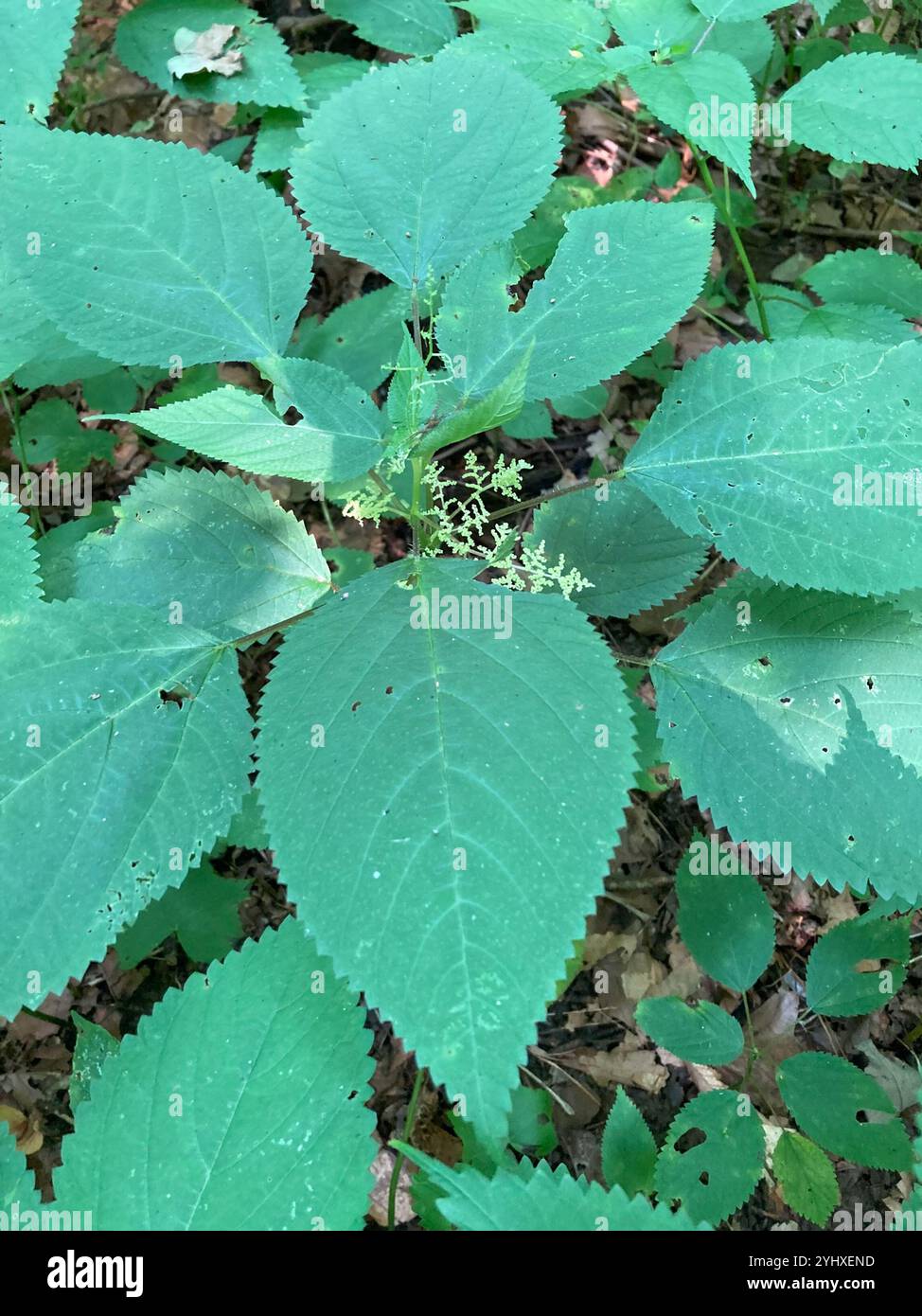 Wood nettle laportea canadensis hi-res stock photography and images - Alamy