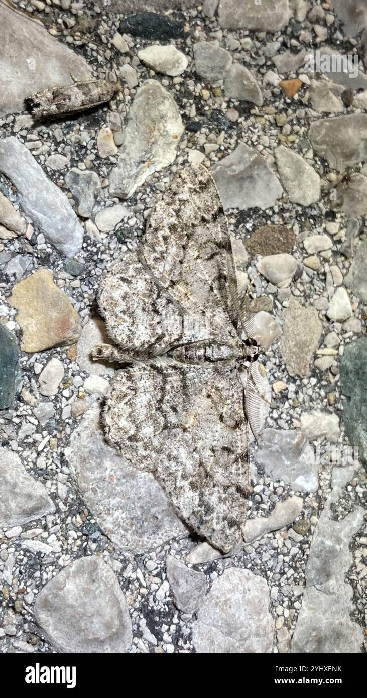 Porcelain Gray (Protoboarmia porcelaria Stock Photo - Alamy