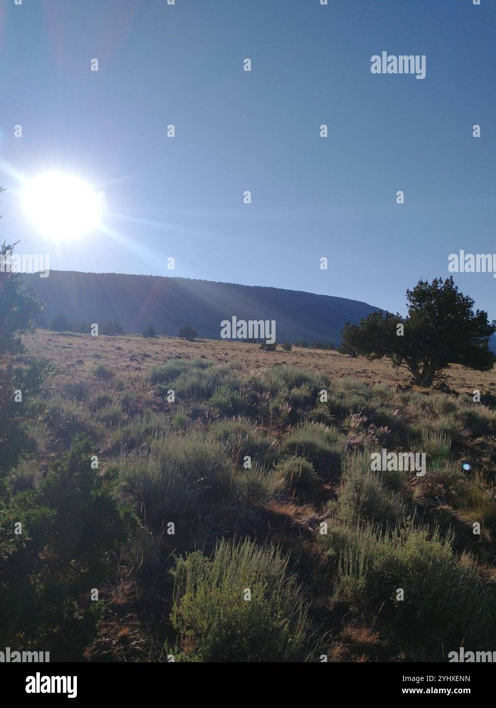 western juniper (Juniperus occidentalis Stock Photo - Alamy