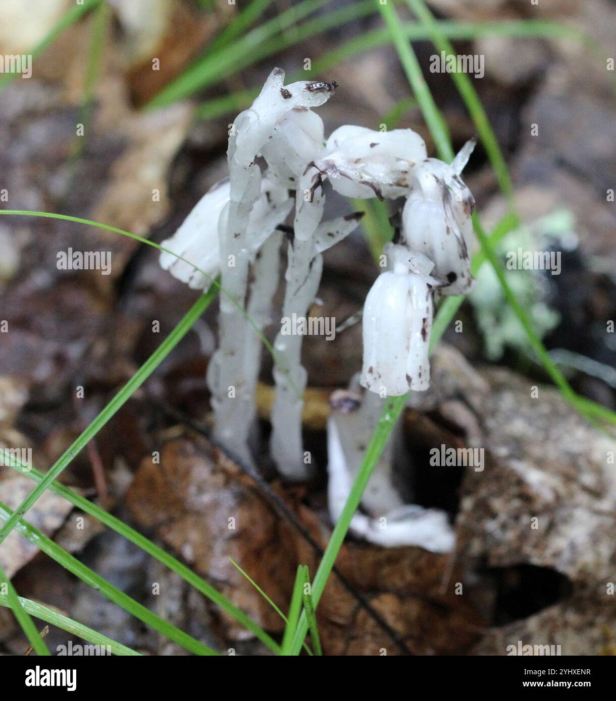 Ghost Pipe (Monotropa uniflora Stock Photo - Alamy