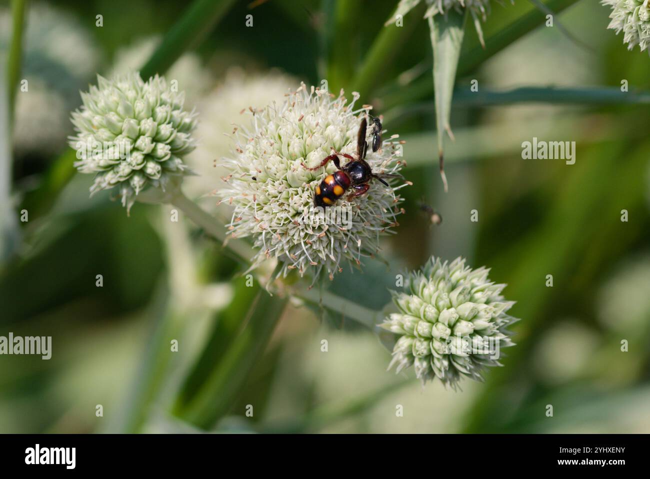 Noble Scoliid Wasp (Scolia nobilitata Stock Photo - Alamy