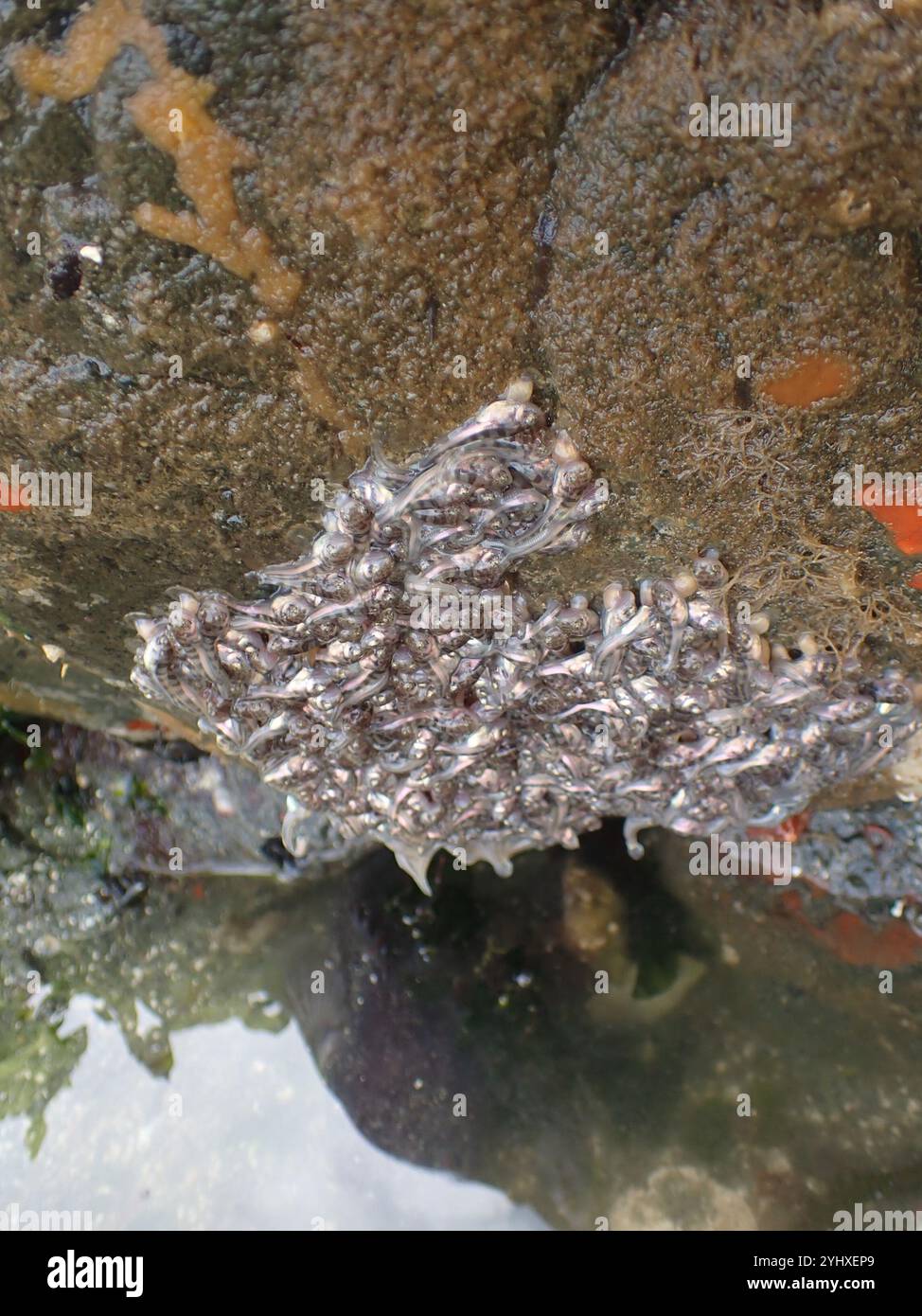 Plainfin hi-res stock photography and images - Alamy