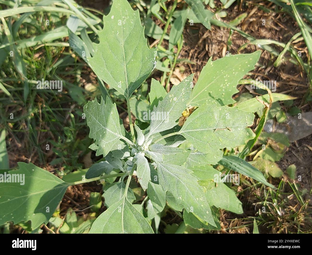 Common Lambsquarters (Chenopodium album Stock Photo - Alamy