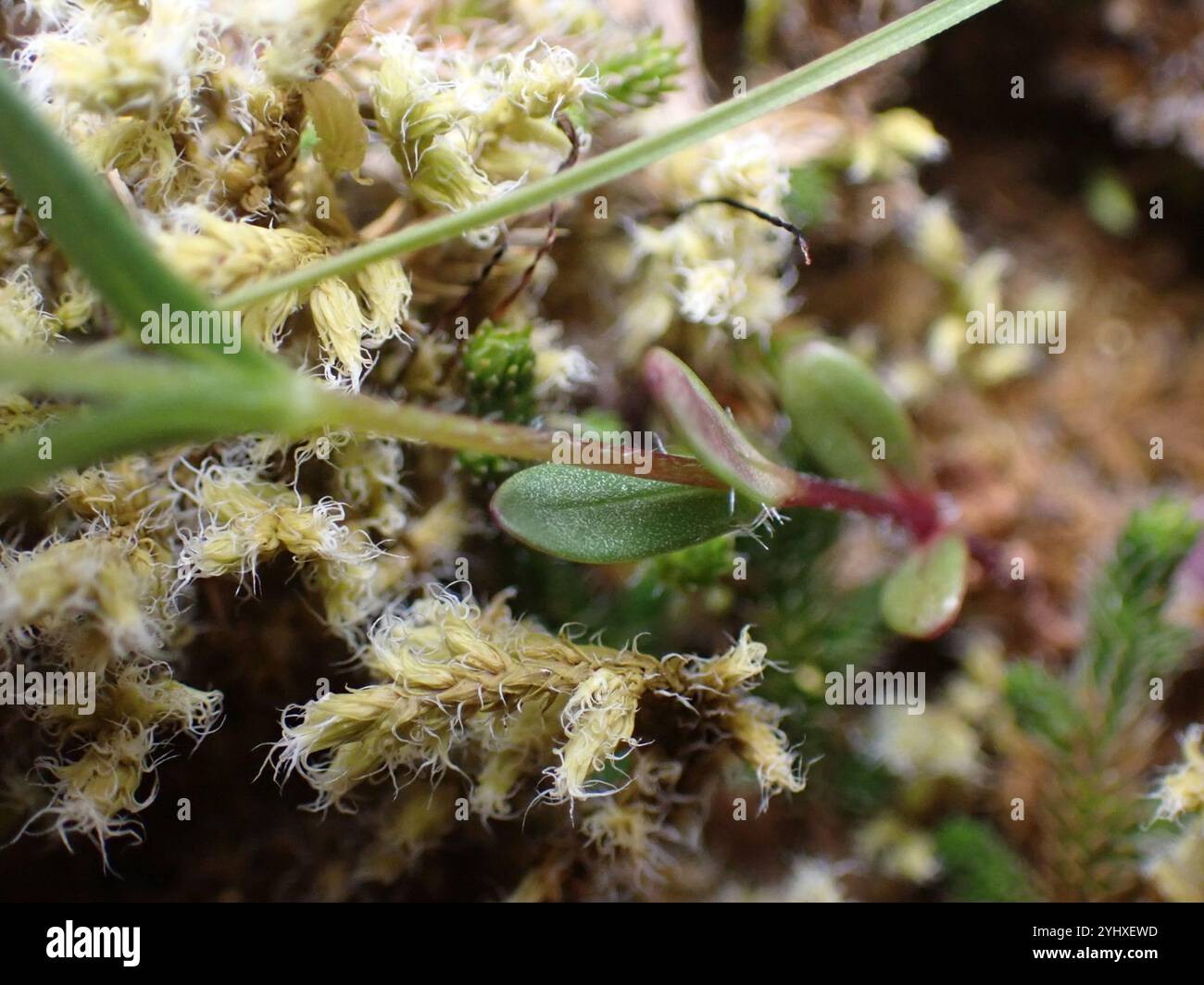 slender phlox (Microsteris gracilis Stock Photo - Alamy
