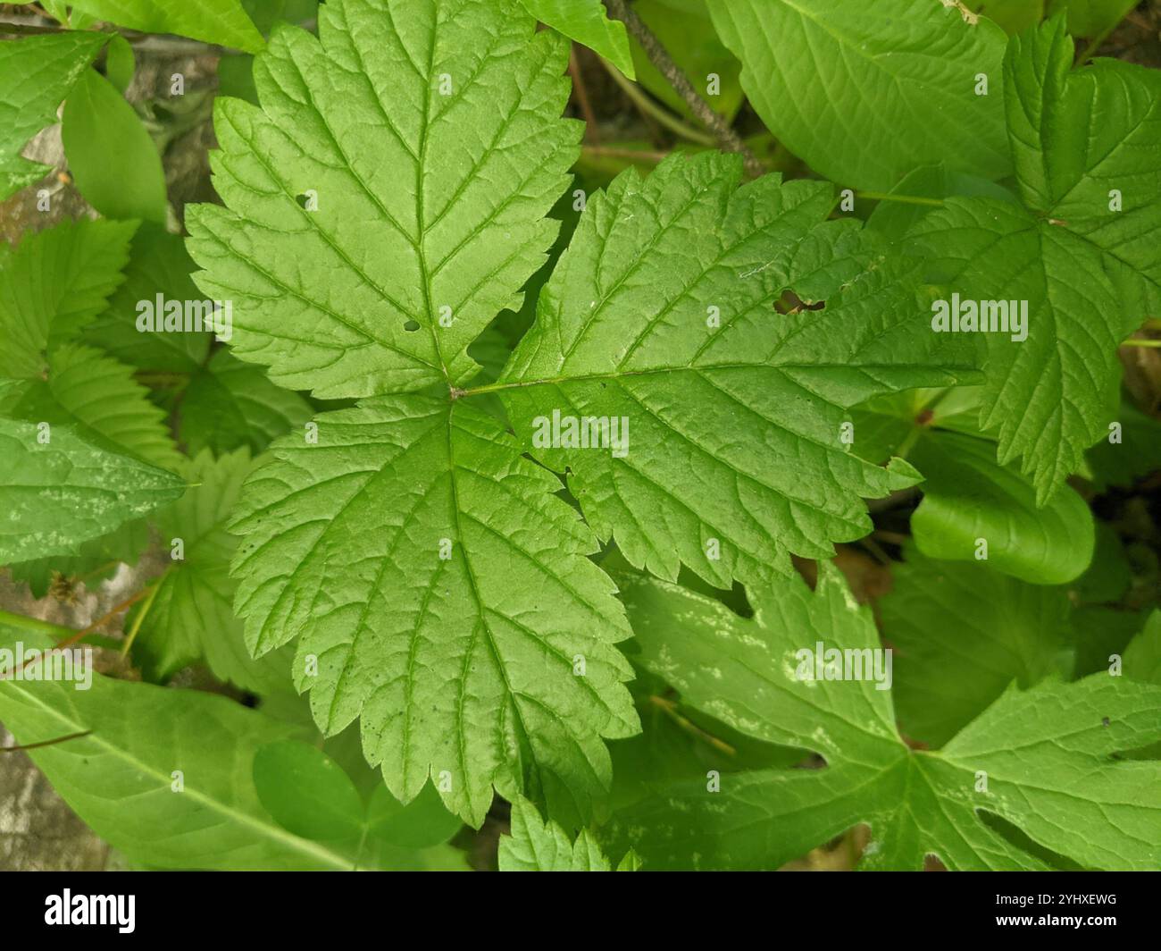 dwarf raspberry (Rubus pubescens Stock Photo - Alamy