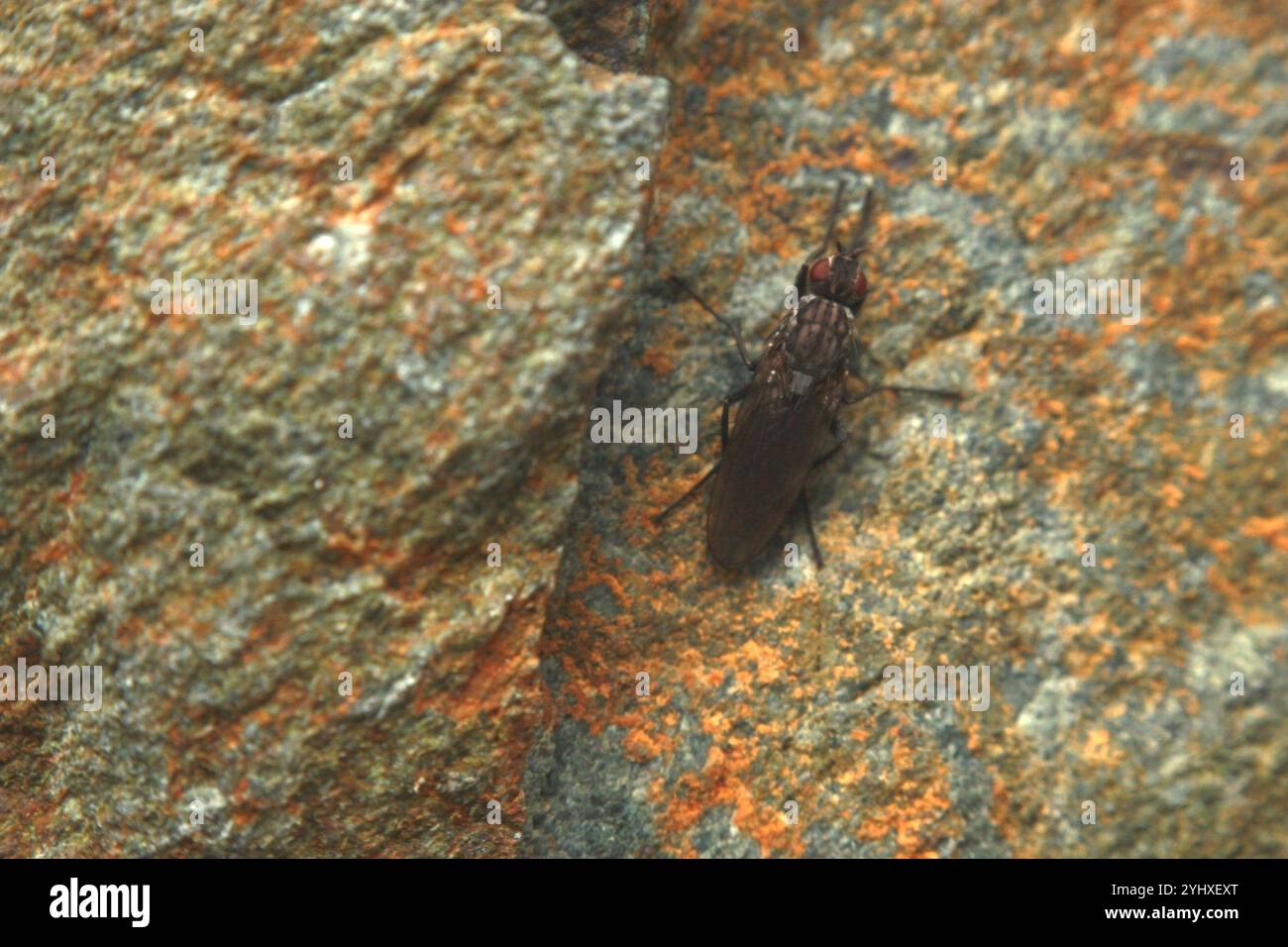 Seaweed Flies (Fucellia Stock Photo - Alamy