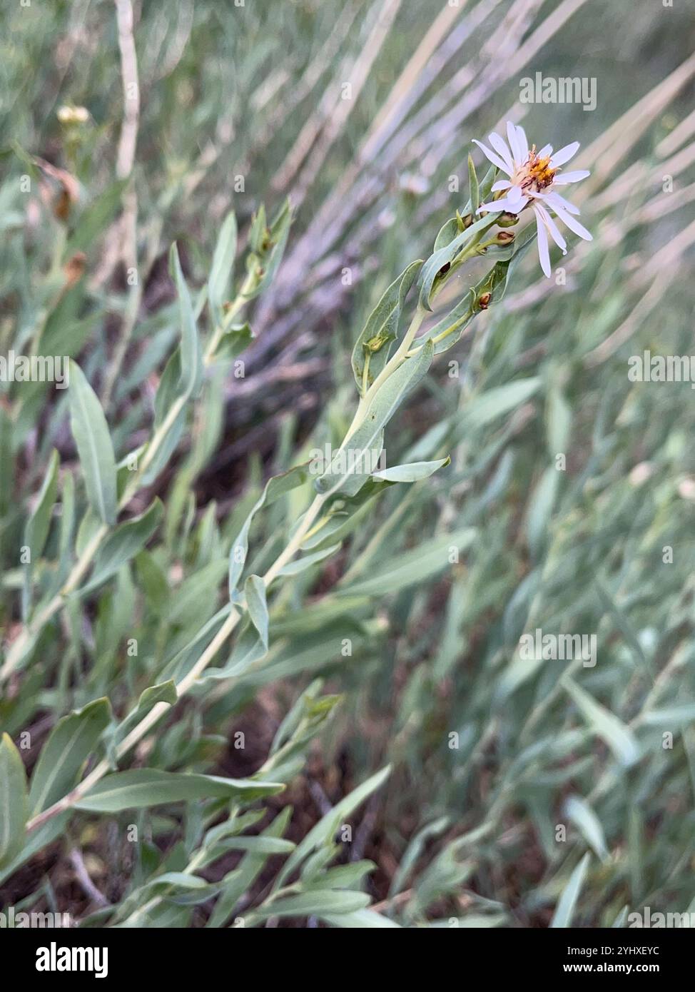blueleaf aster (Eurybia glauca Stock Photo - Alamy
