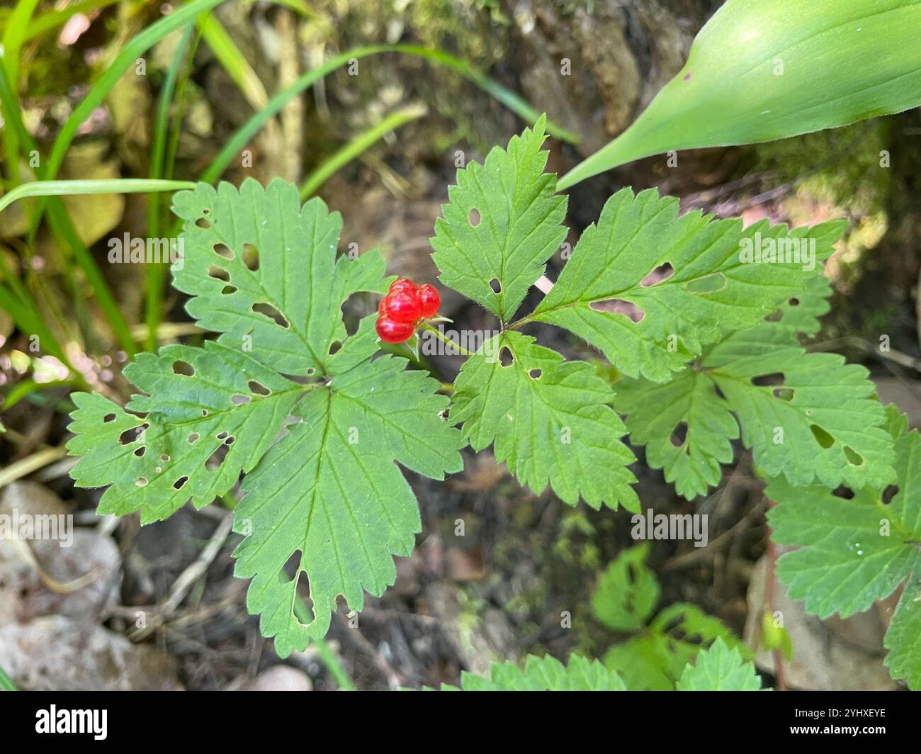 dwarf raspberry (Rubus pubescens Stock Photo - Alamy