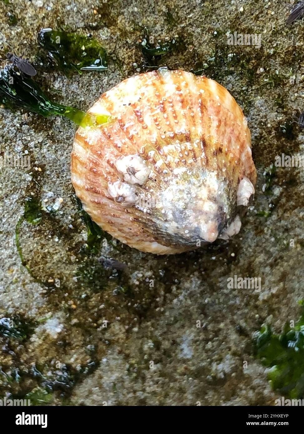 Patellid Limpets (Patellidae Stock Photo - Alamy