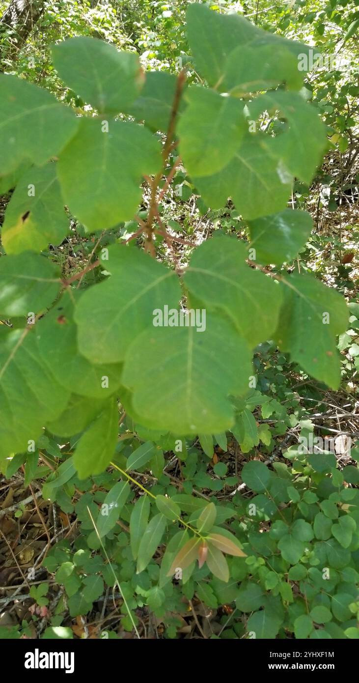 Pacific poison oak (Toxicodendron diversilobum Stock Photo - Alamy