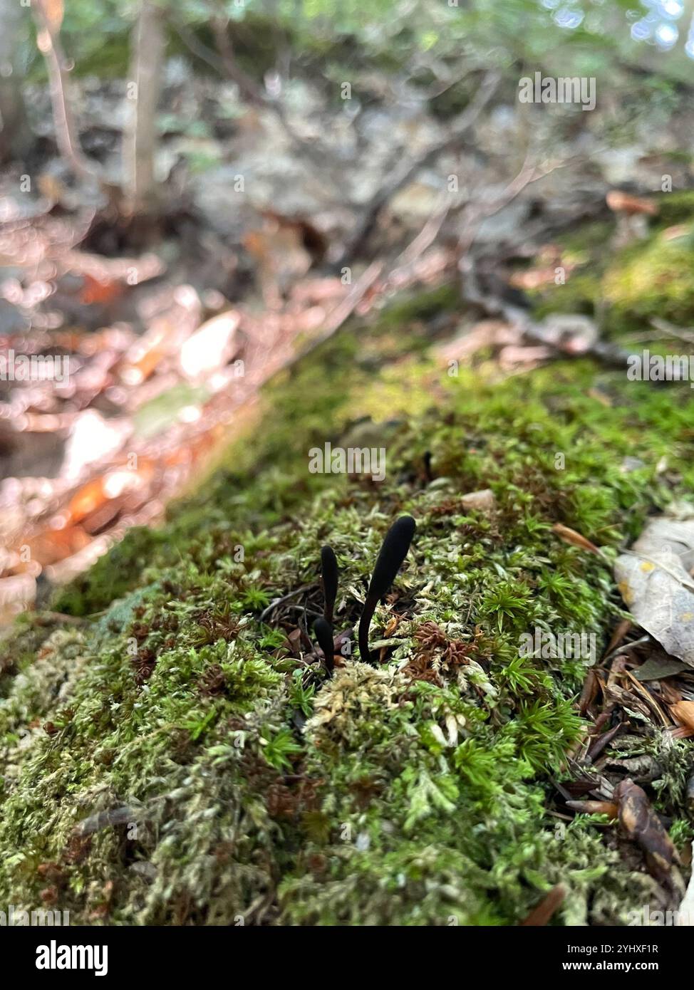 Earth Tongues (Geoglossum Stock Photo - Alamy