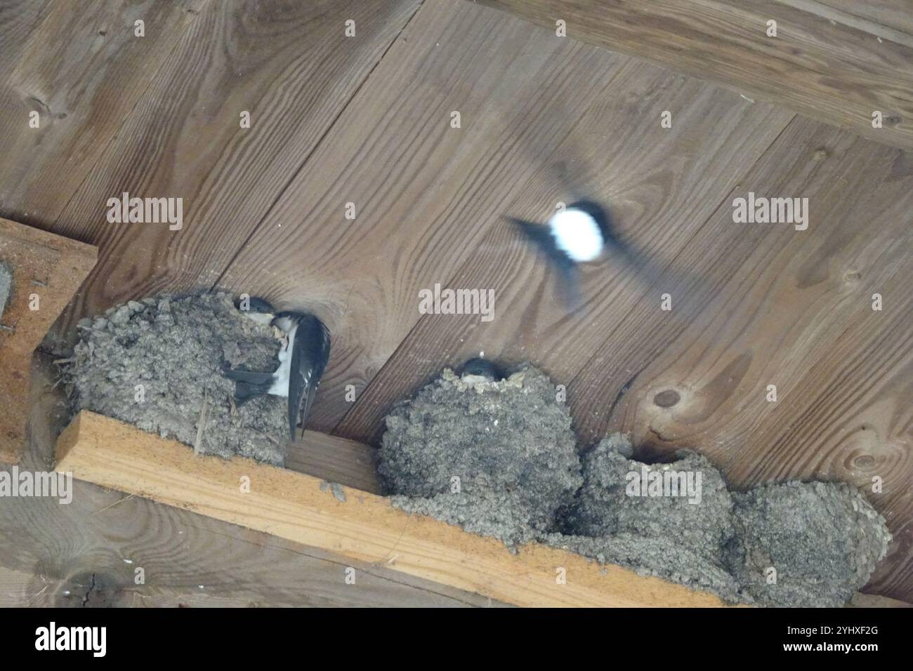 Western House Martin (Delichon urbicum Stock Photo - Alamy