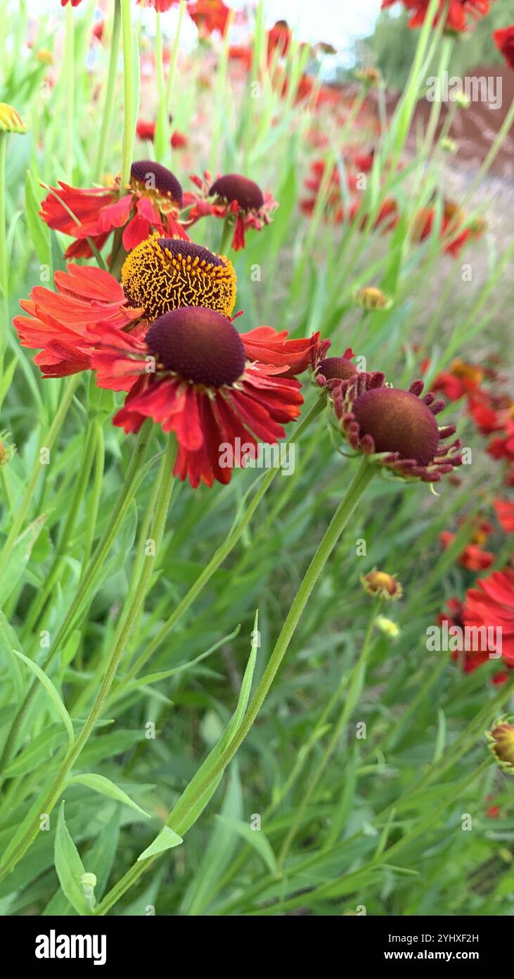 Southern Sneezeweed (Helenium flexuosum Stock Photo - Alamy