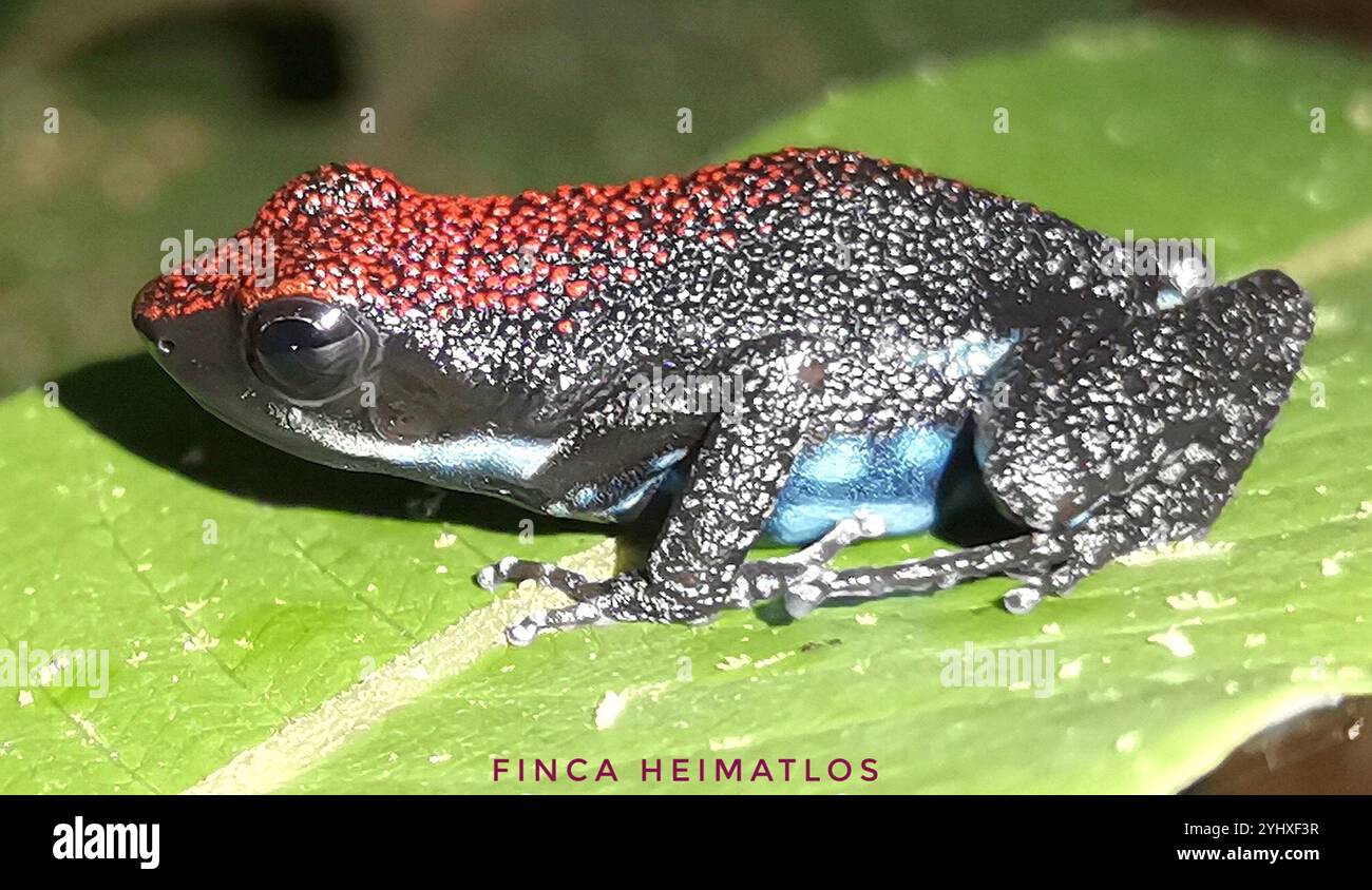 Ameerega parvula hi-res stock photography and images - Alamy