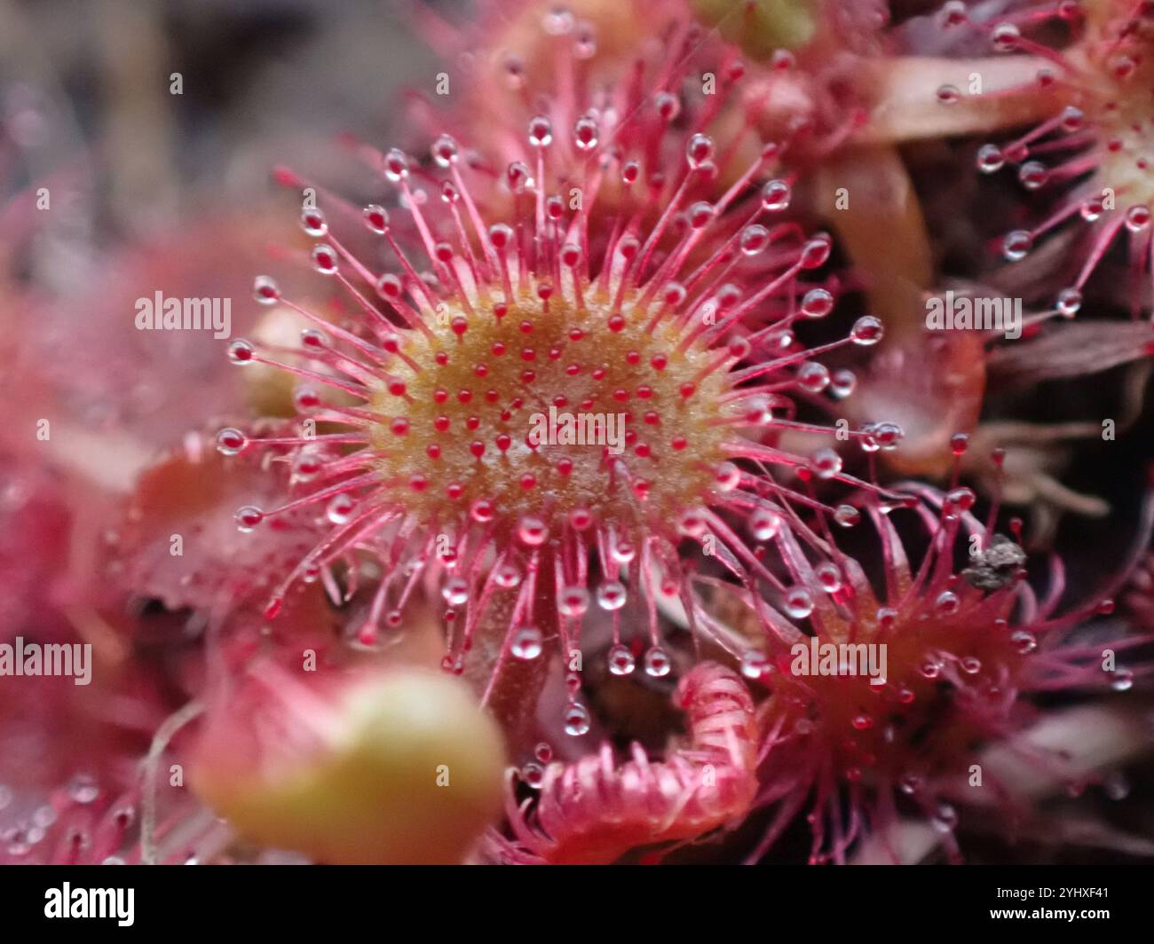 round-leaved sundew (Drosera rotundifolia Stock Photo - Alamy