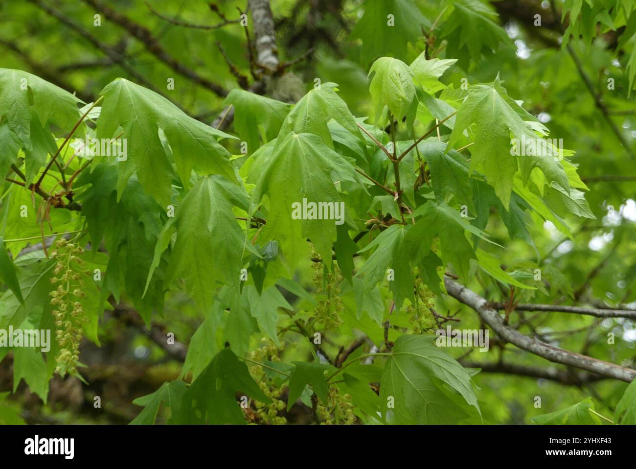 bigleaf maple (Acer macrophyllum Stock Photo - Alamy