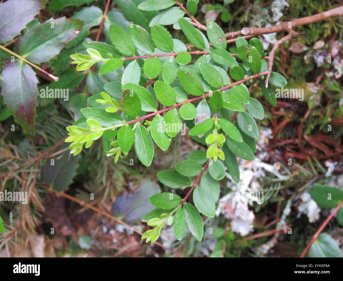Oregon Boxwood (Paxistima myrsinites Stock Photo - Alamy