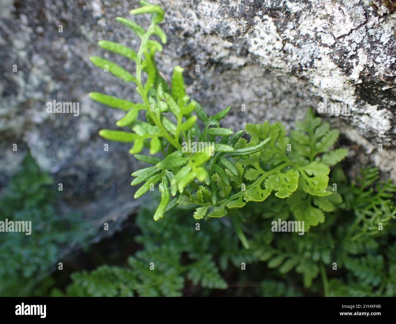 American parsley fern (Cryptogramma acrostichoides Stock Photo - Alamy