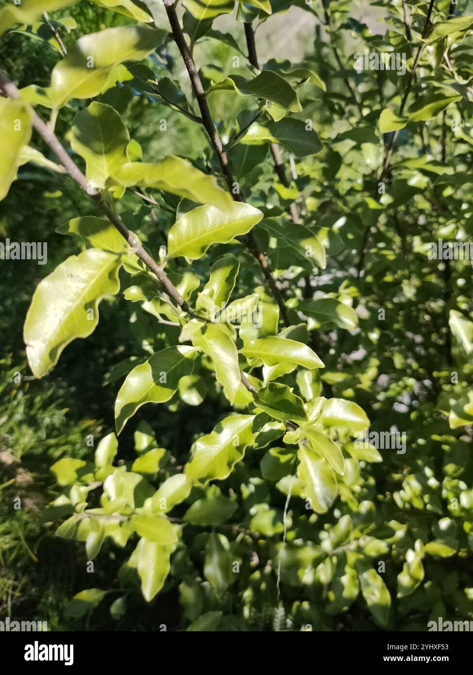 Kohuhu pittosporum tenuifolium hi-res stock photography and images - Alamy
