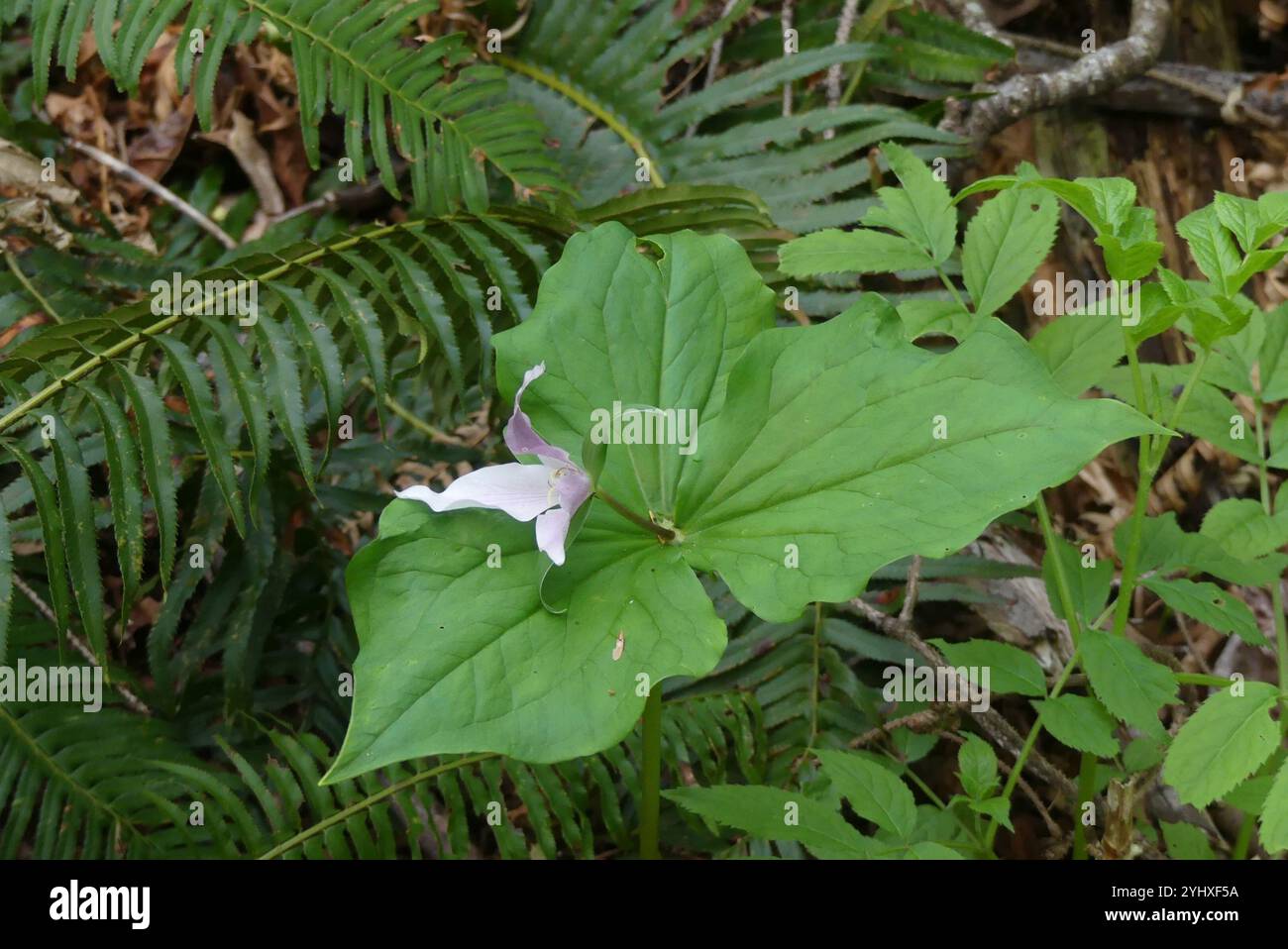 Pacific trillium (Trillium ovatum Stock Photo - Alamy
