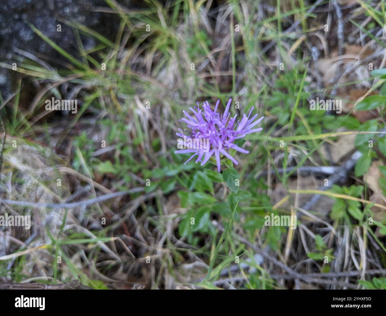 Coyote Mint (Monardella villosa Stock Photo - Alamy