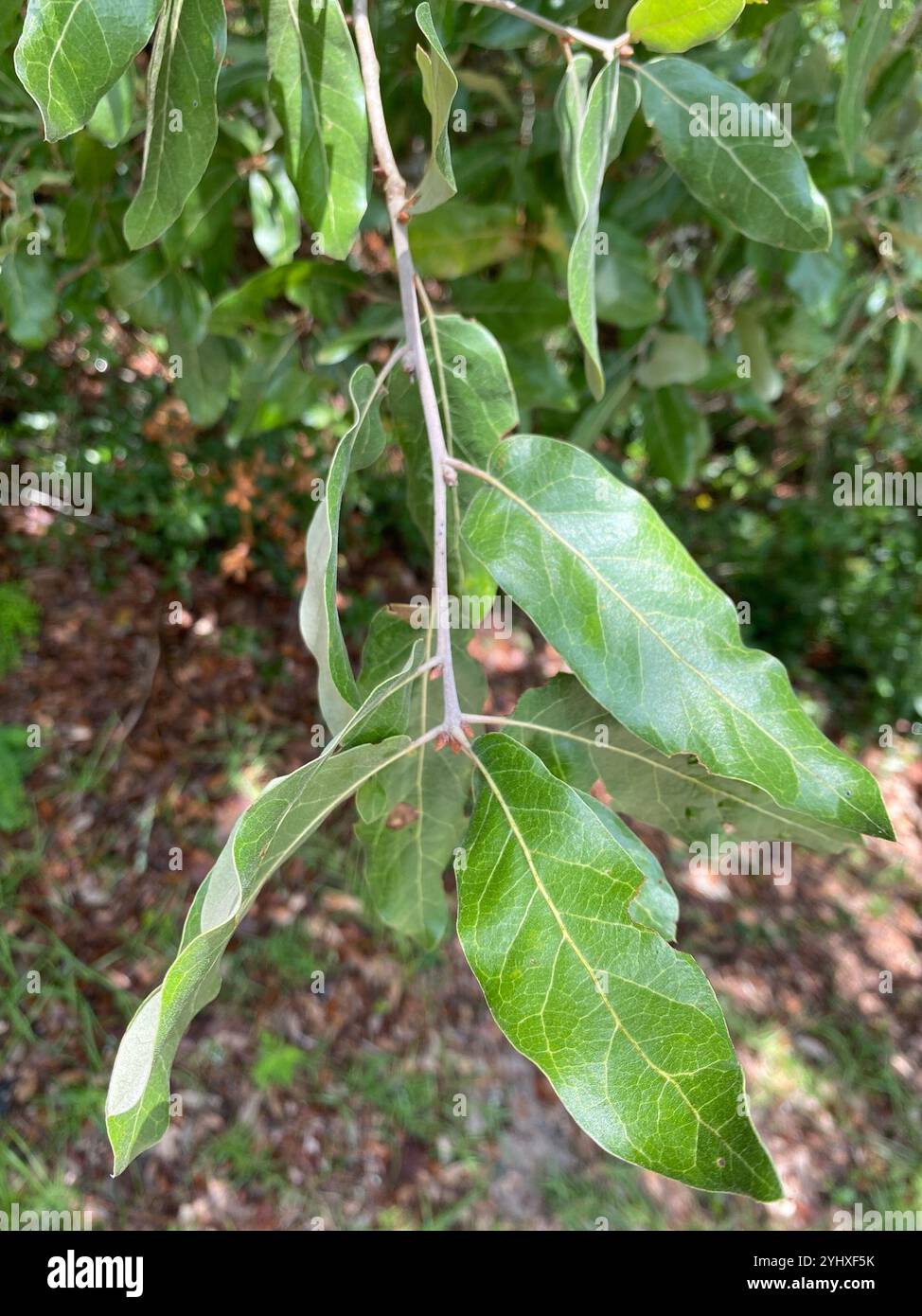 bluejack oak (Quercus incana Stock Photo - Alamy