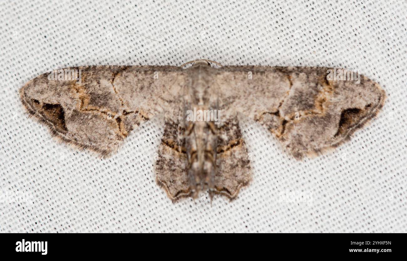 Callizzia amorata hi-res stock photography and images - Alamy