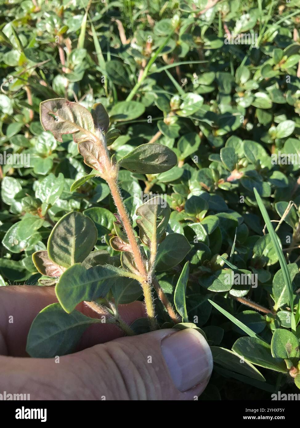 mat chaff-flower (Alternanthera caracasana Stock Photo - Alamy