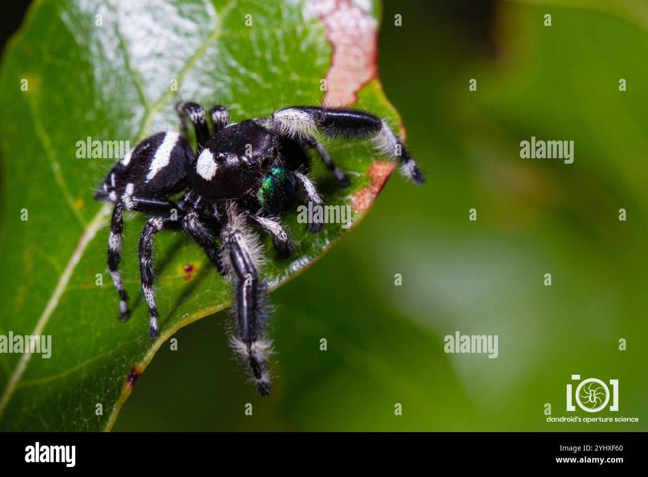 Workman's Jumping Spider (Phidippus workmani Stock Photo - Alamy