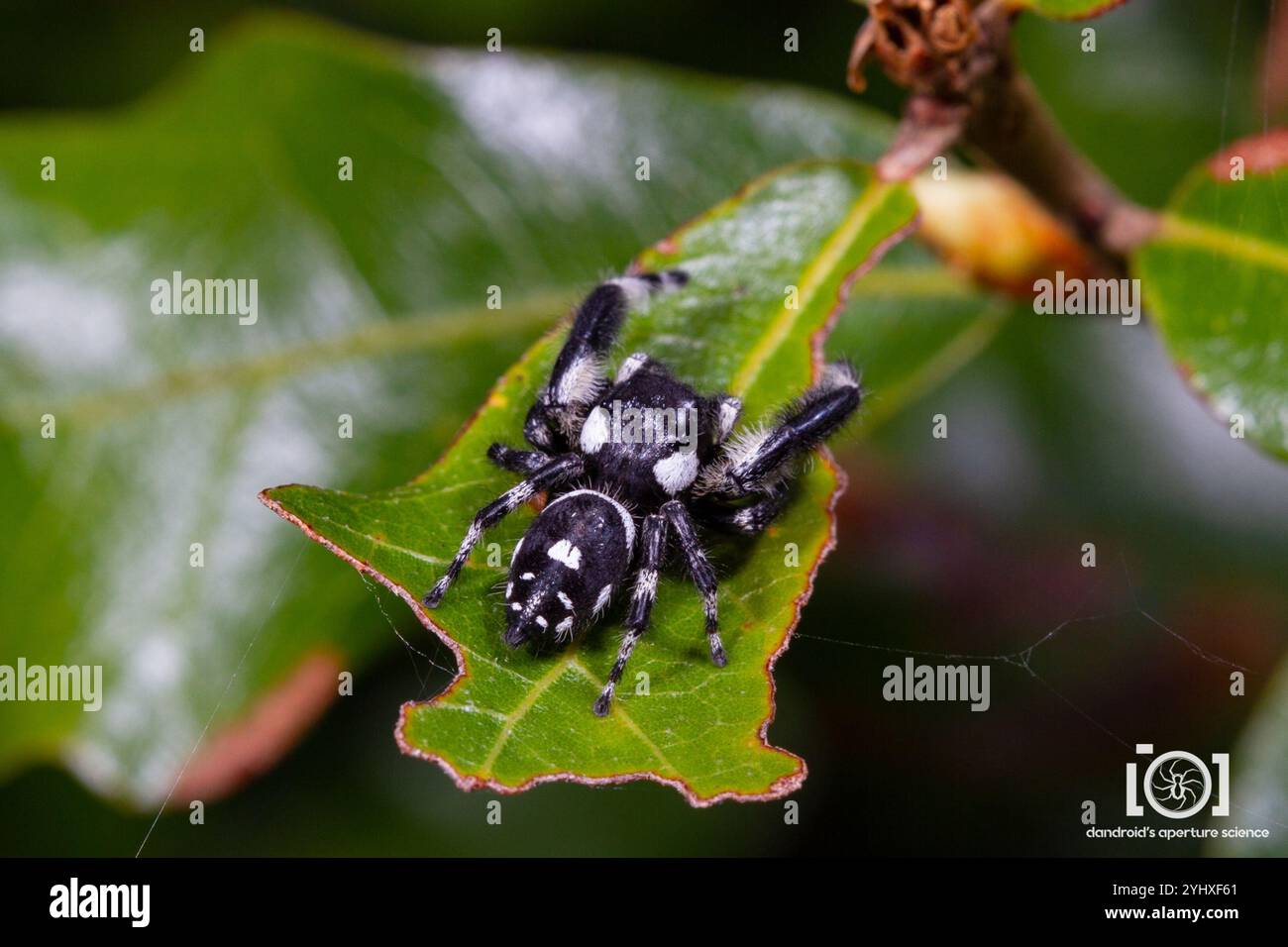 Workman's Jumping Spider (Phidippus workmani Stock Photo - Alamy