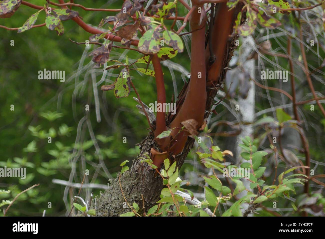 Pacific madrone (Arbutus menziesii Stock Photo - Alamy