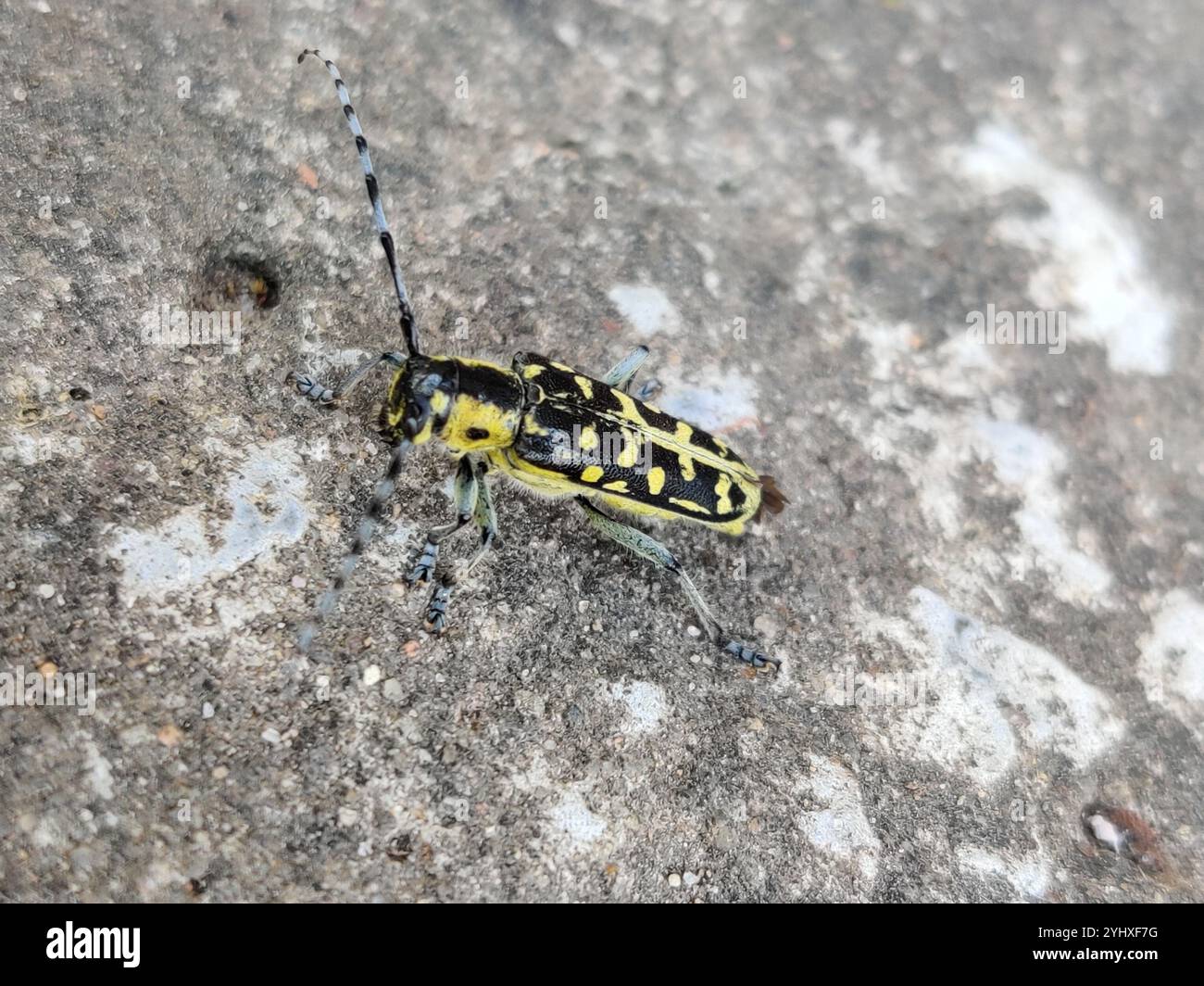 Ladder-marked Longhorn Beetle (Saperda scalaris Stock Photo - Alamy