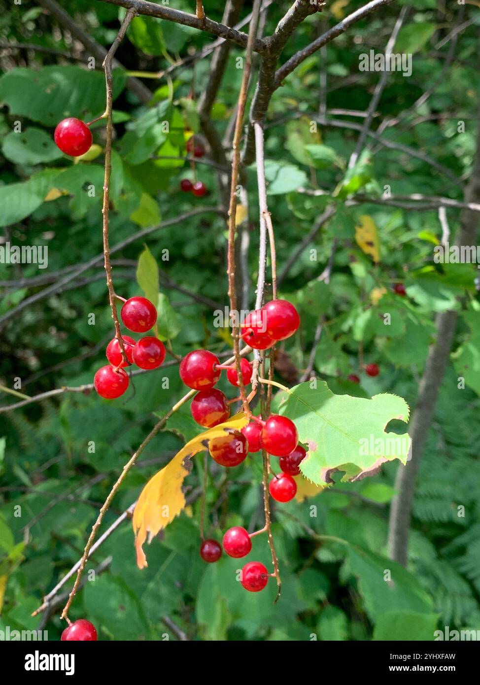 chokecherry (Prunus virginiana Stock Photo - Alamy
