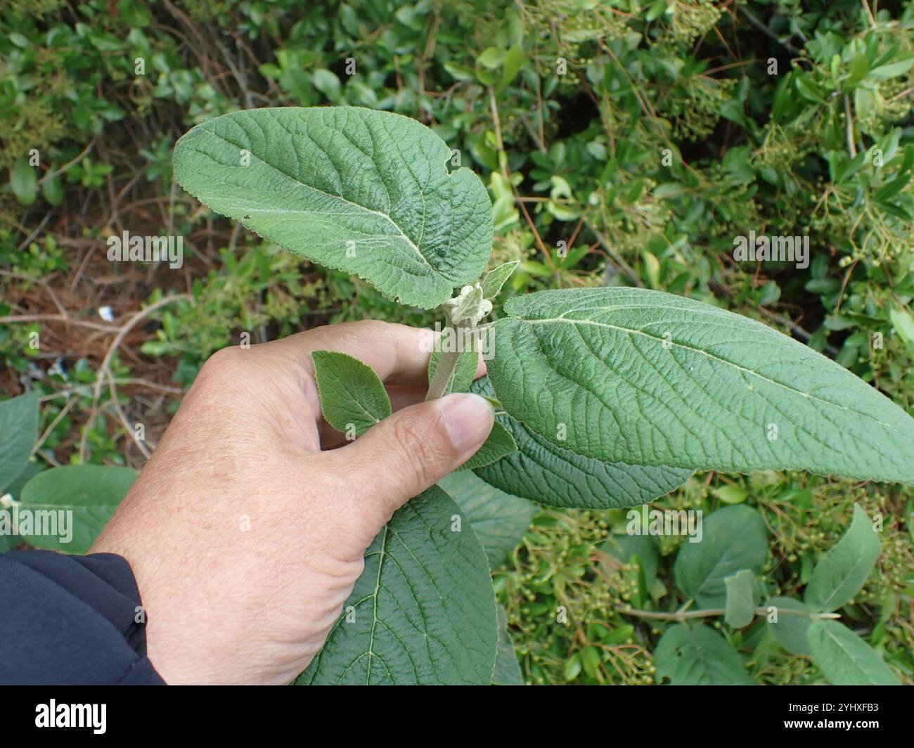 Wayfaring-tree (Viburnum lantana Stock Photo - Alamy
