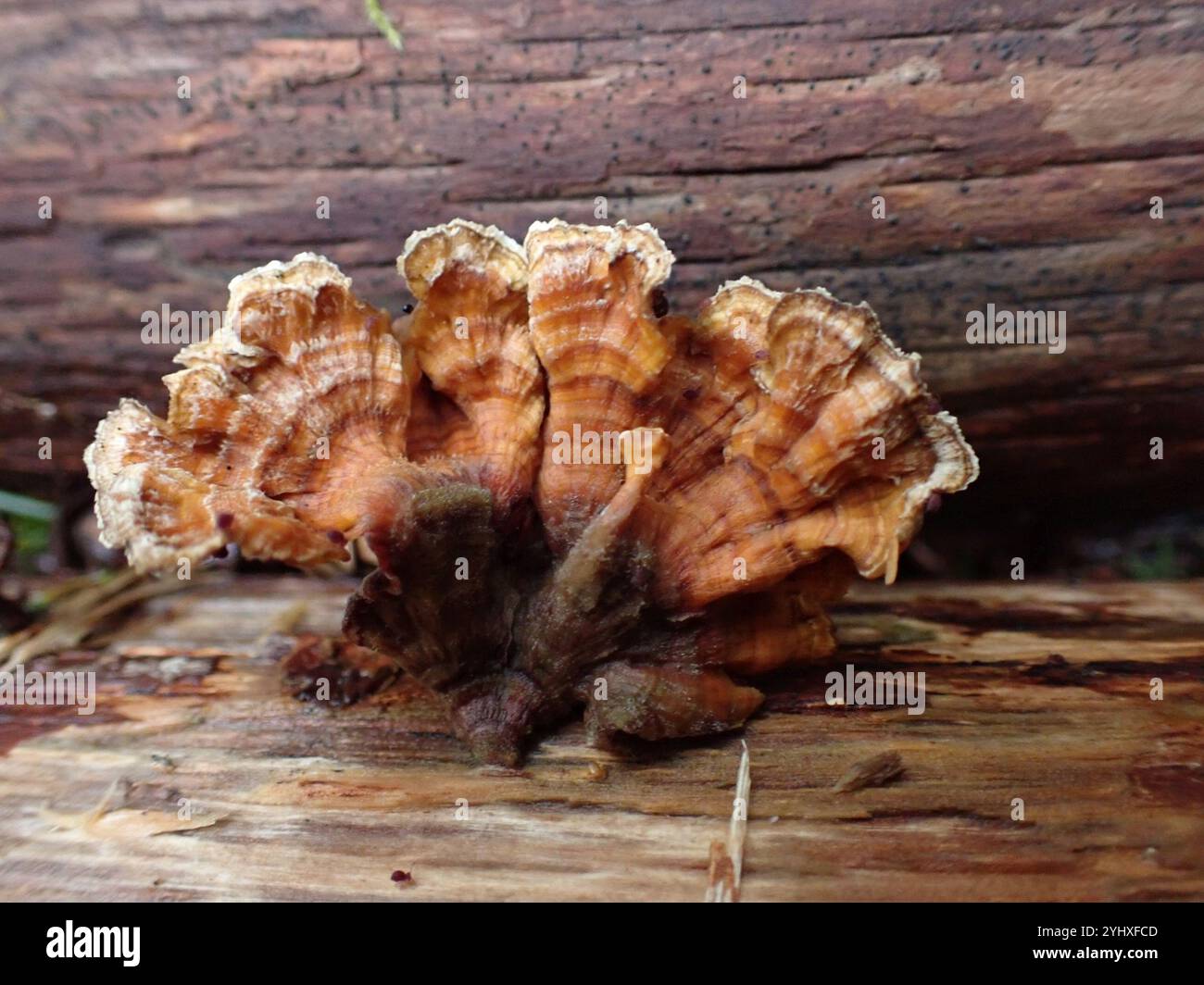 shelf fungi (Polyporales Stock Photo - Alamy