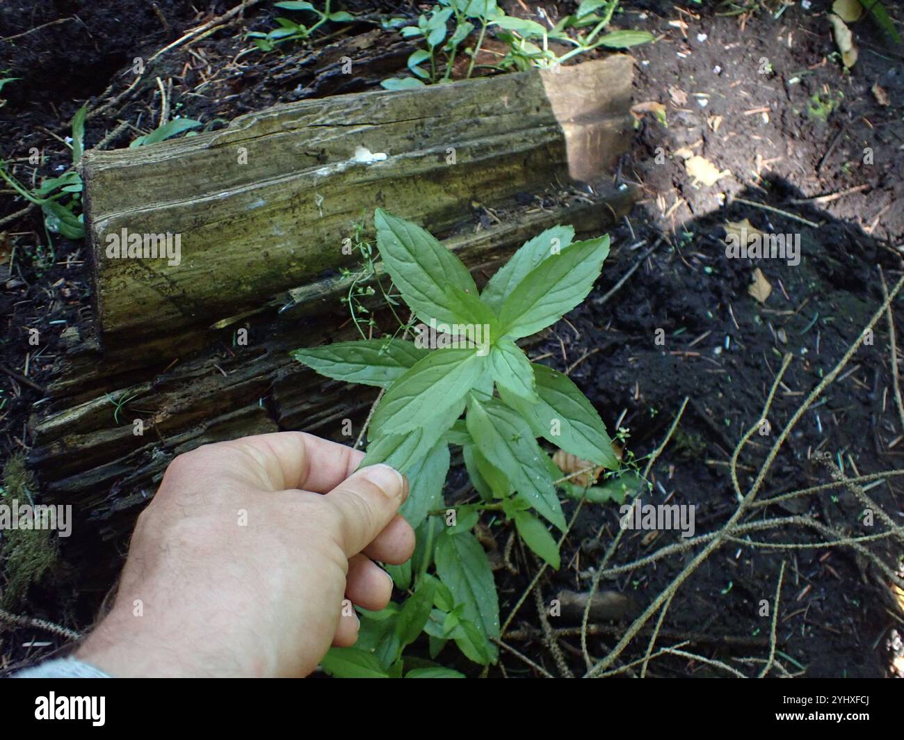 American brooklime hi-res stock photography and images - Alamy
